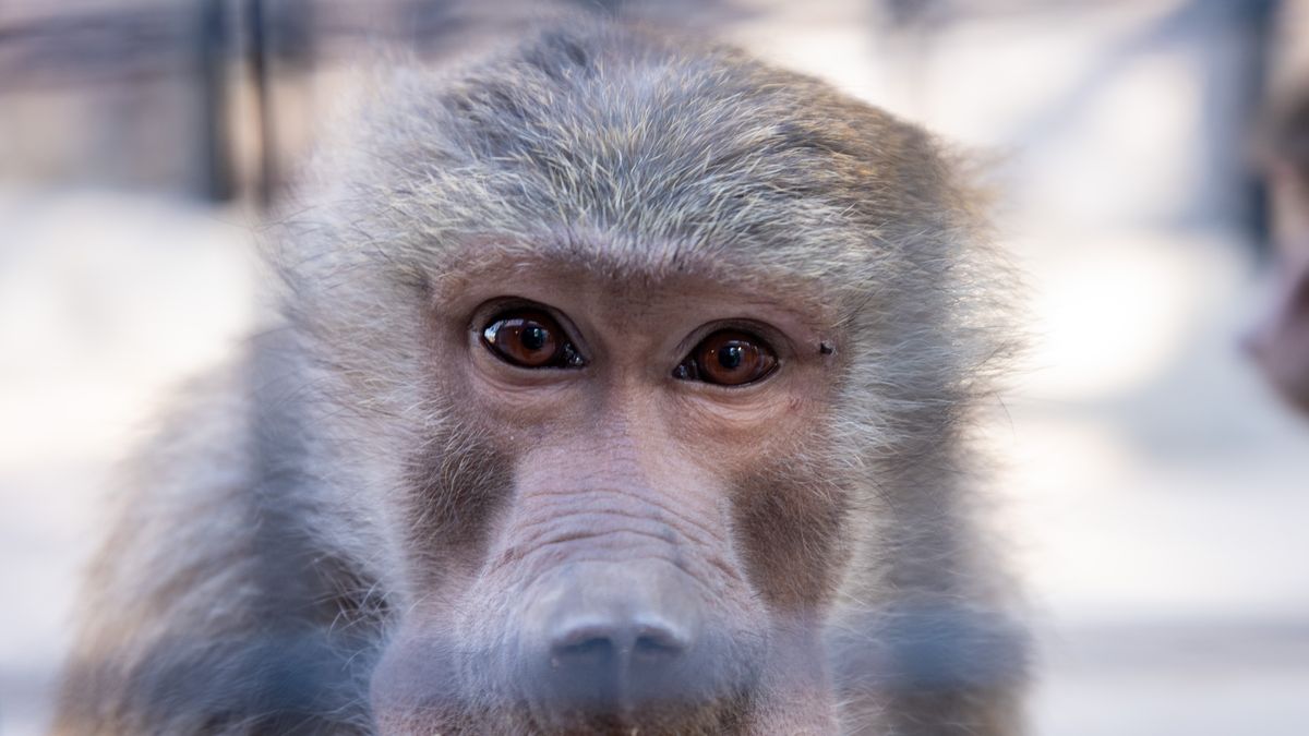 Bokep indo virql i arrived to her place, she opened the