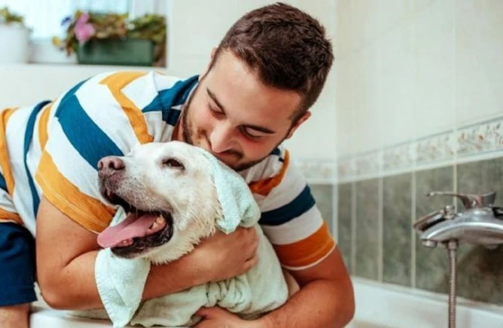 Cuáles son las 3 razas de perros más fáciles de domesticar