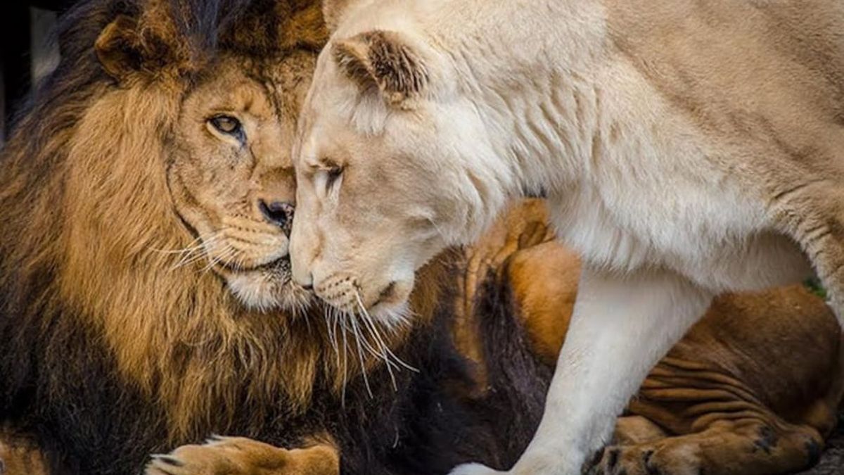 La historia de Kahn y Sheila, la pareja de leones que se salvó gracias ...