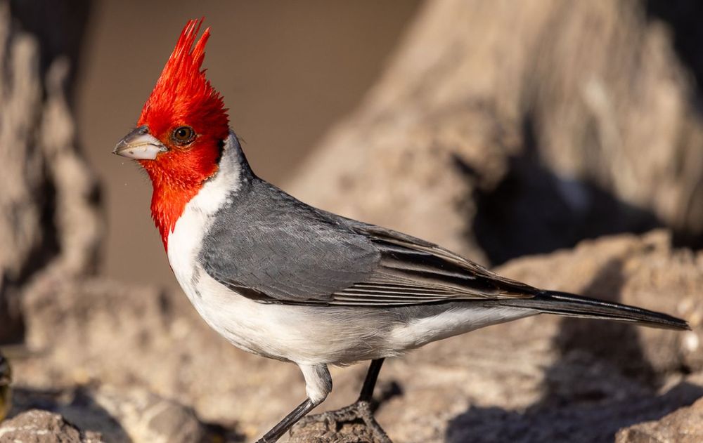 El pájaro cardenal copete rojo visitará el jardín de casa si junta dos ...