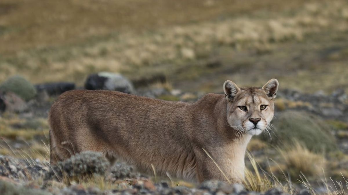 ¡Qué susto! El video viral de la “cacería” de un puma a un turista que ...