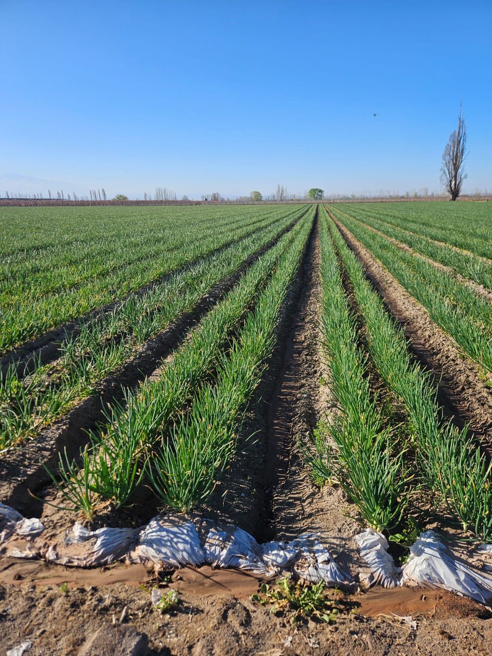 Estiman que el granizo en San Carlos impactó en una franja de más de 3 ...