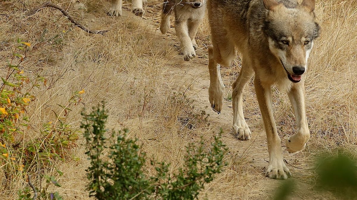 Le veo las orejas al lobo