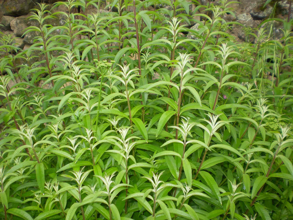 Por qué deberías hervir una ramita de cedrón en casa y cuáles son sus ...