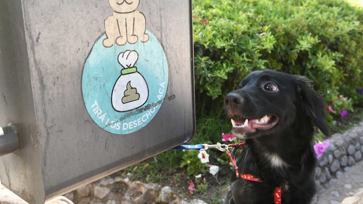 0800-CACA, la línea que podría tener Mendoza para delatar a dueños de ...