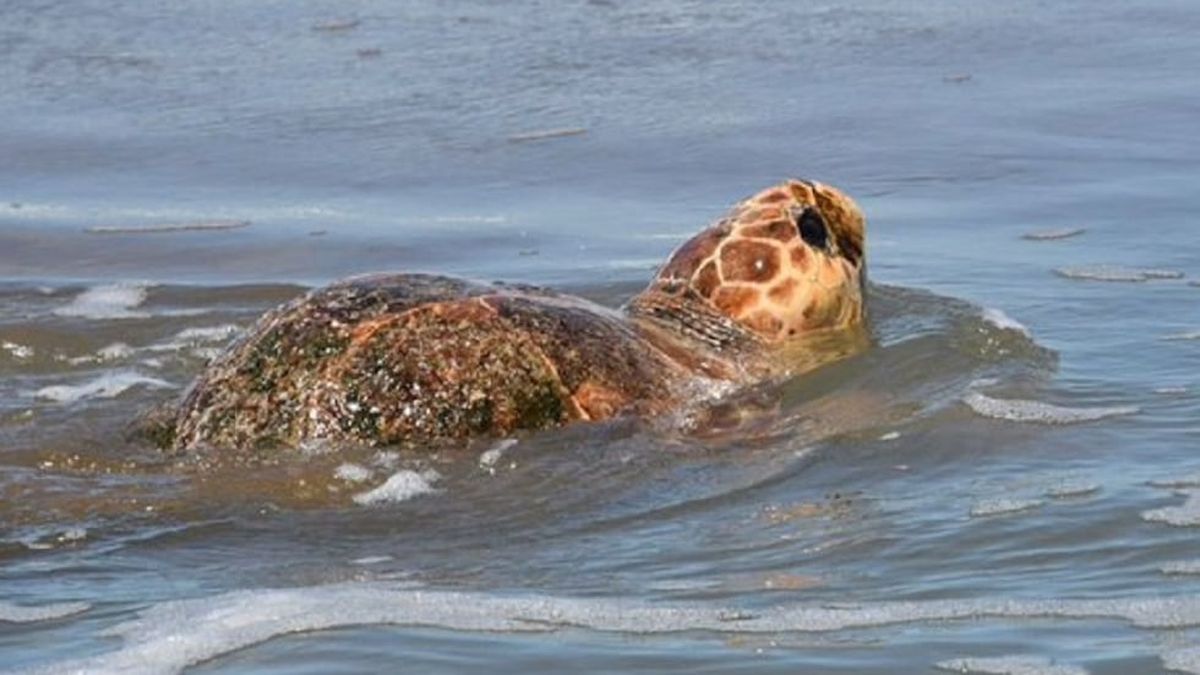 Video: el emotivo regreso de una tortuga cabezona al océano tras ser ...