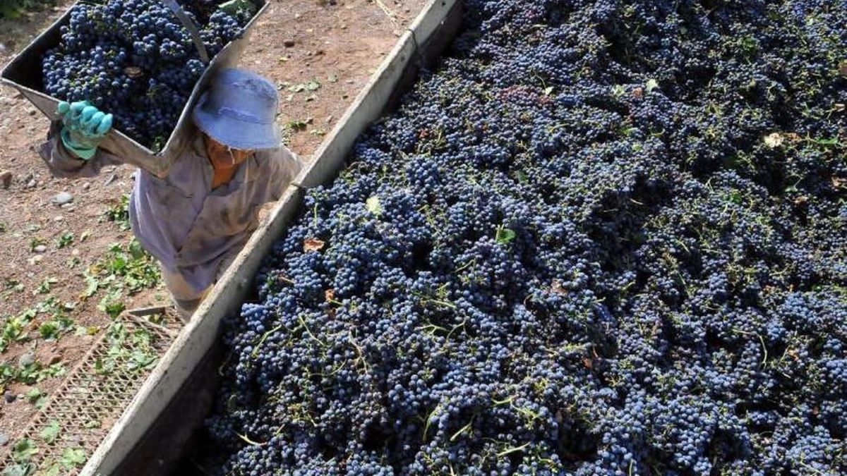 Vargas Arizu anticipa operativo de cosecha y acuerdo Mendoza San Juan