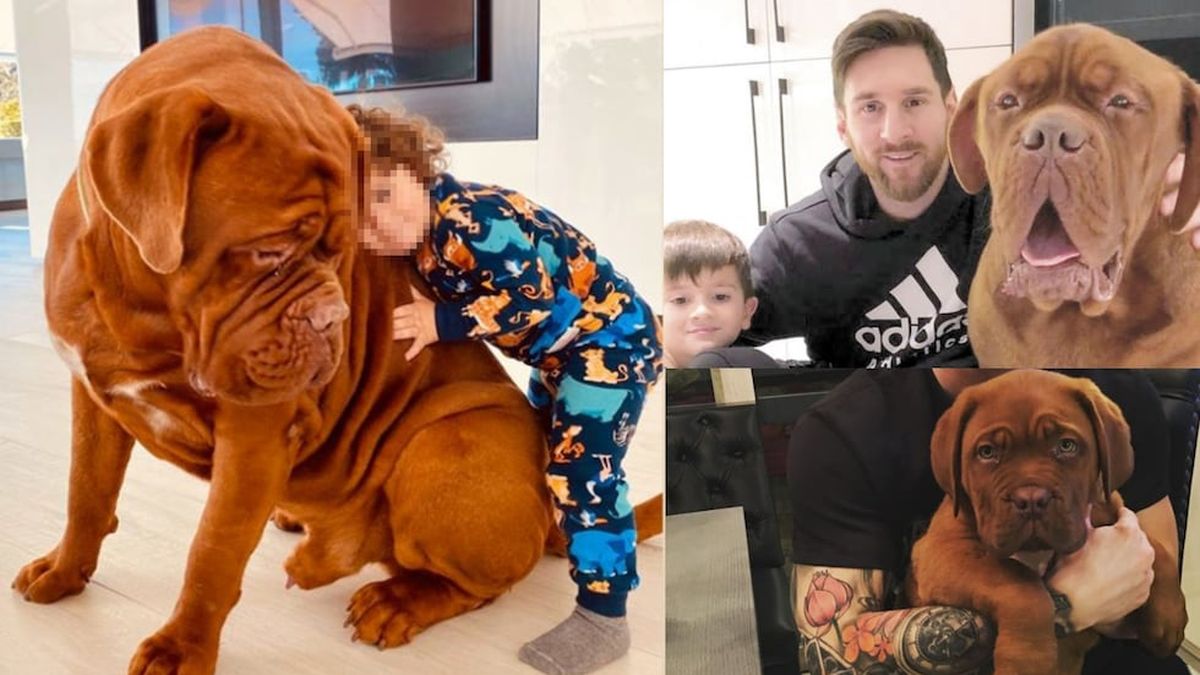 Hulk, el perro gigante de Leo Messi
