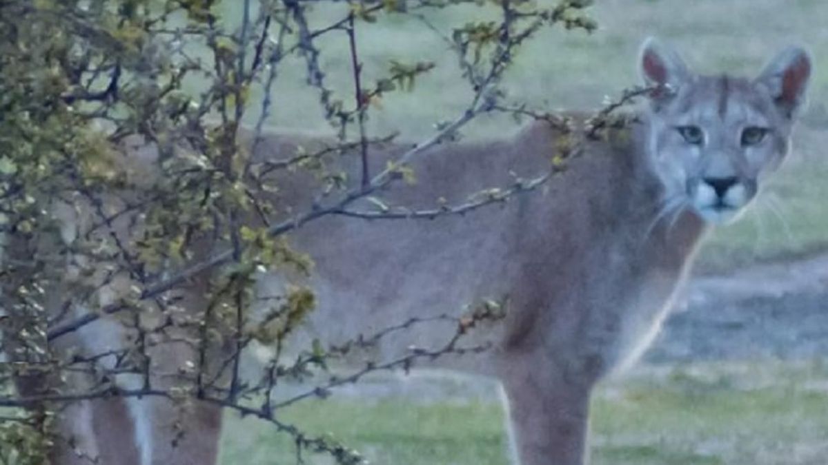 Video: una familia de turistas se enfrentó cara a cara con un enorme ...