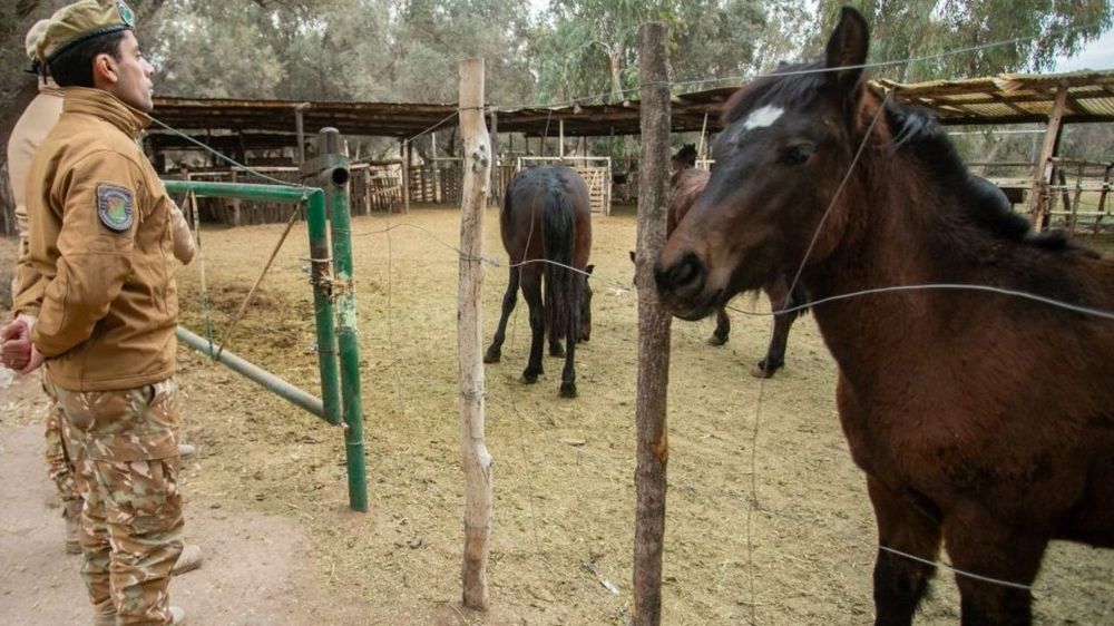 Controles por abigeato en San Rafael: secuestraron casi 100 kilos de ...