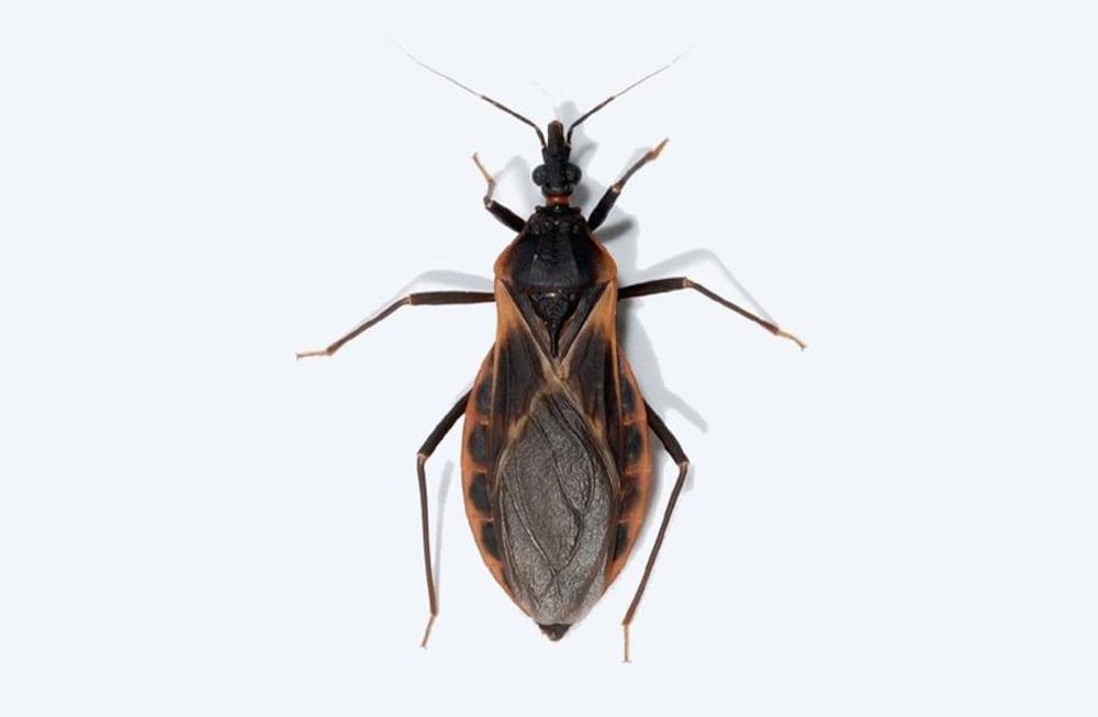 Cinco datos que tenés que saber sobre la vinchuca, residente en Mendoza ...