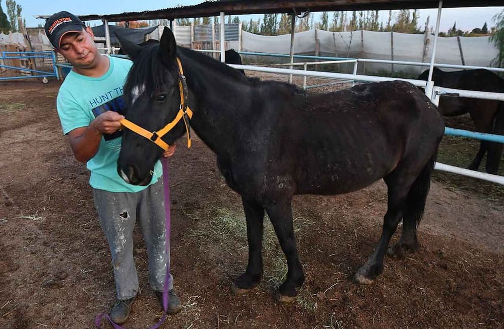 Vuelve a brillar “Estrella”, una yegua abandonada en El Challao y que ...