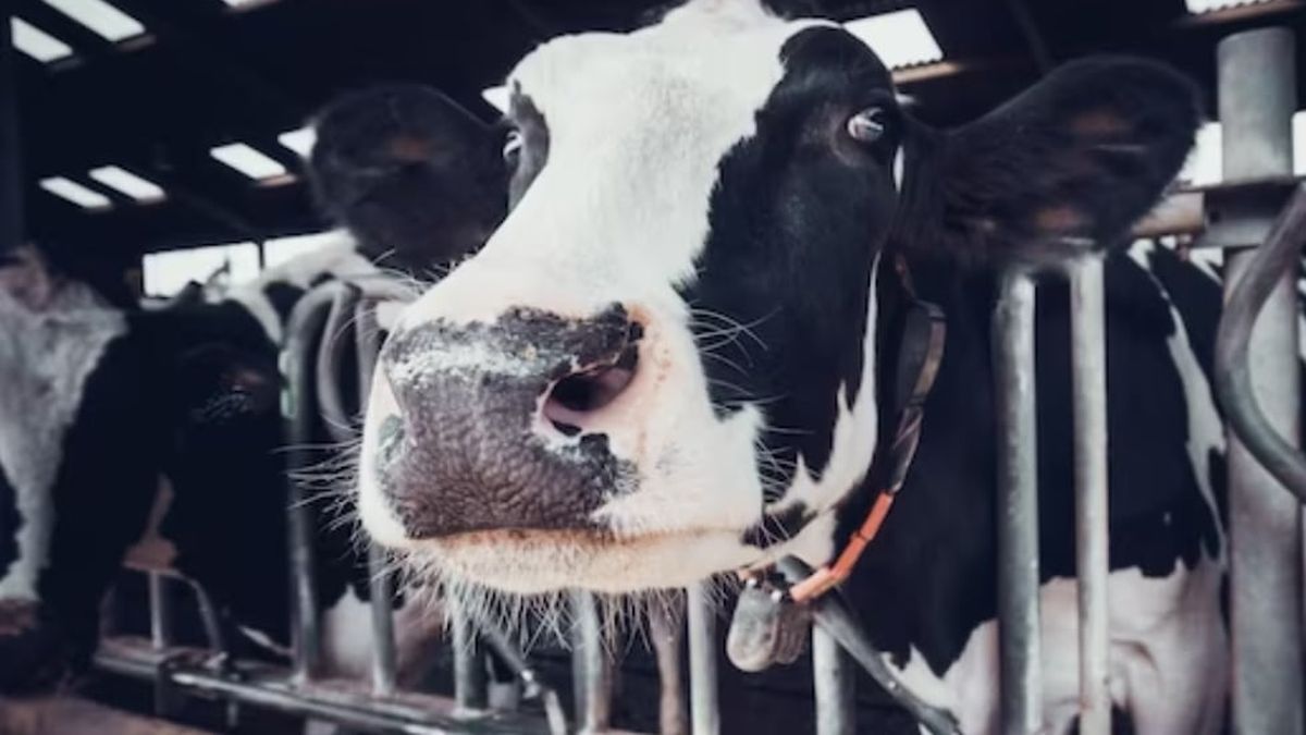 Descubrieron un gel a base de moco de vaca que regenera grandes ...