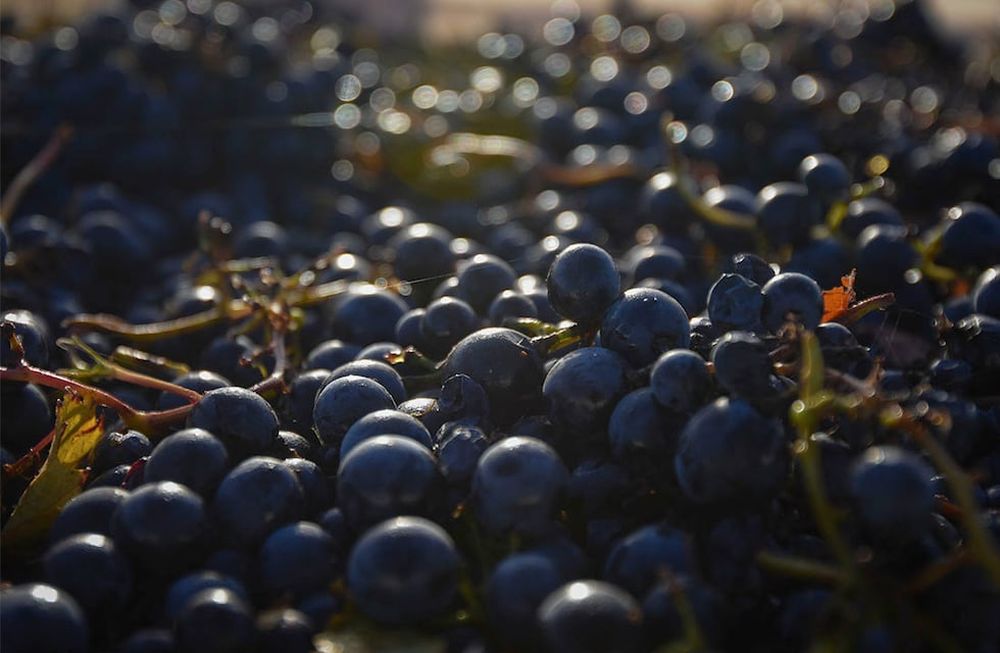 Malbec argentino en el mundo: en qué país se vende más y cuál es el ...