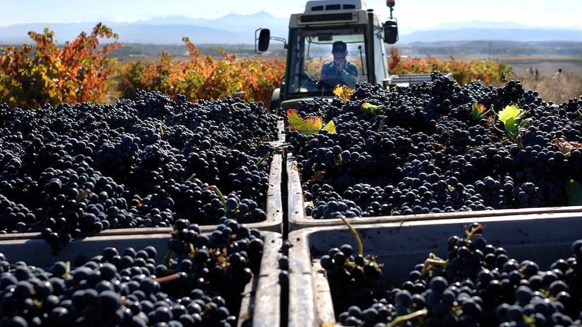 ¿Manual o mecanizada? Cuánto puede costar la cosecha esta temporada