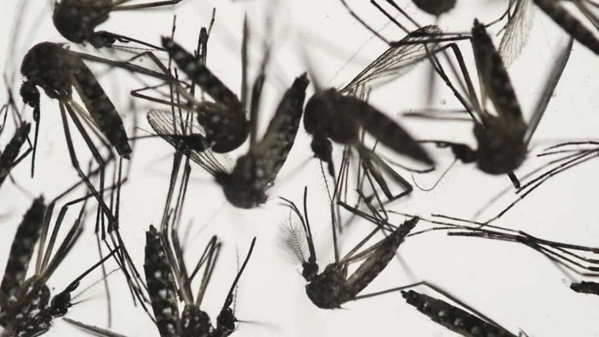 Cinco trucos caseros para acabar con la invasión de mosquitos
