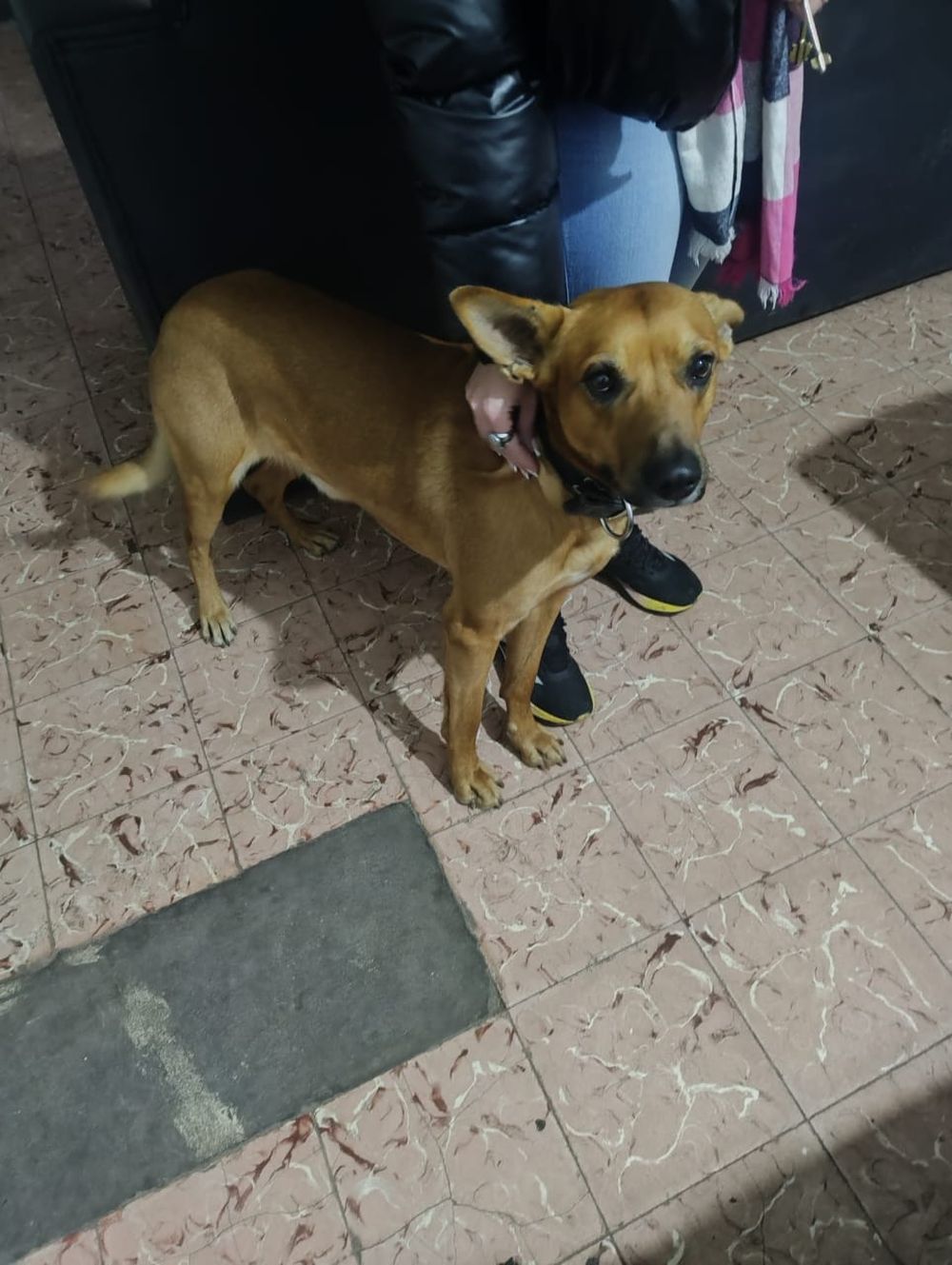 La nueva vida de Sultán: así está hoy el perro del hombre sin techo que ...