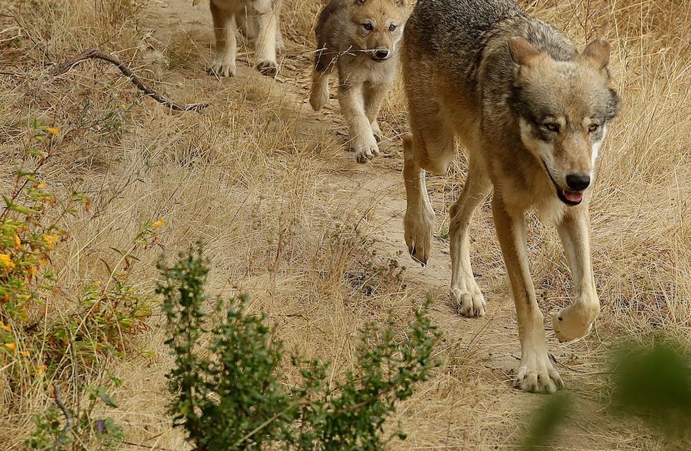 Le veo las orejas al lobo