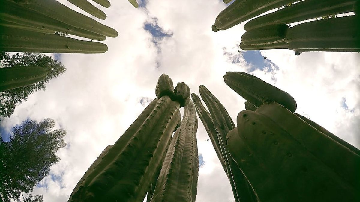 ¿Qué es la Wachuma? El cactus sagrado que conecta la consciencia ...