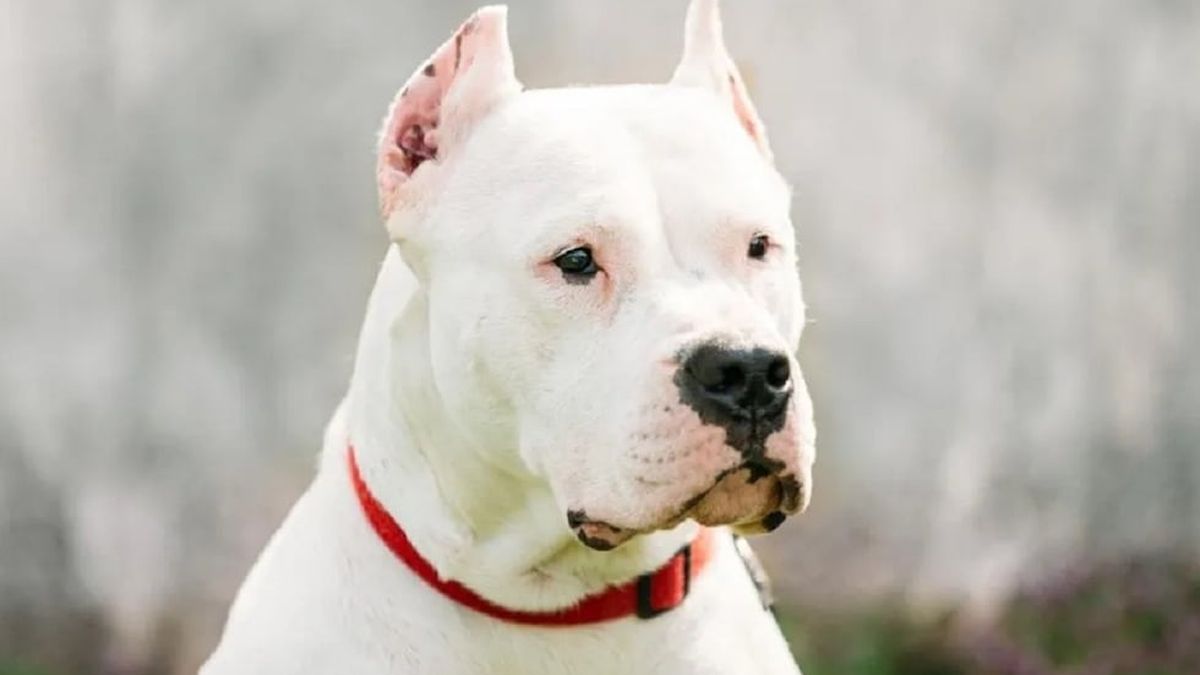 Nuevo ataque de perros peligrosos: unos dogos mordieron a una mujer y a ...