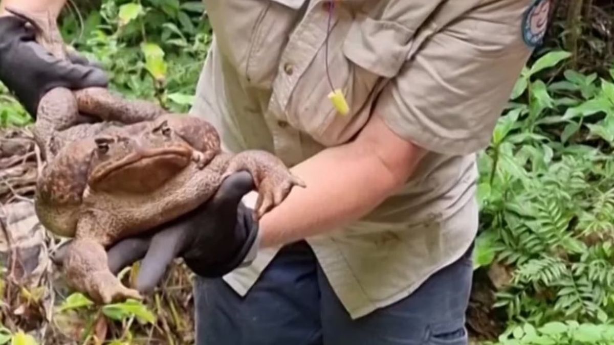 “Toadzilla”, el sapo de casi 3 kilos hallado en Australia