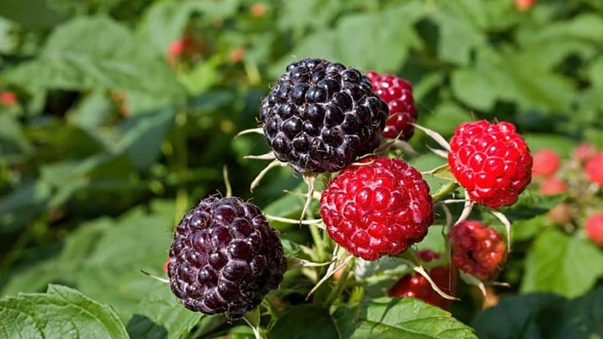 Nuevos productores apuestan por frambuesas y zarzamora