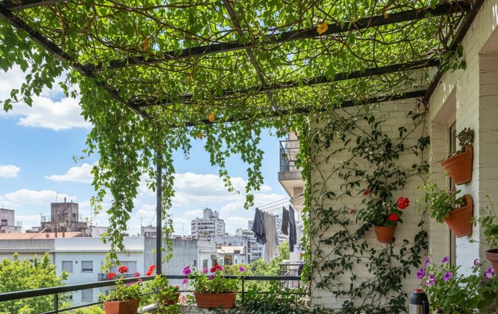 La planta trepadora que crea un techo verde en terrazas y balcones ...