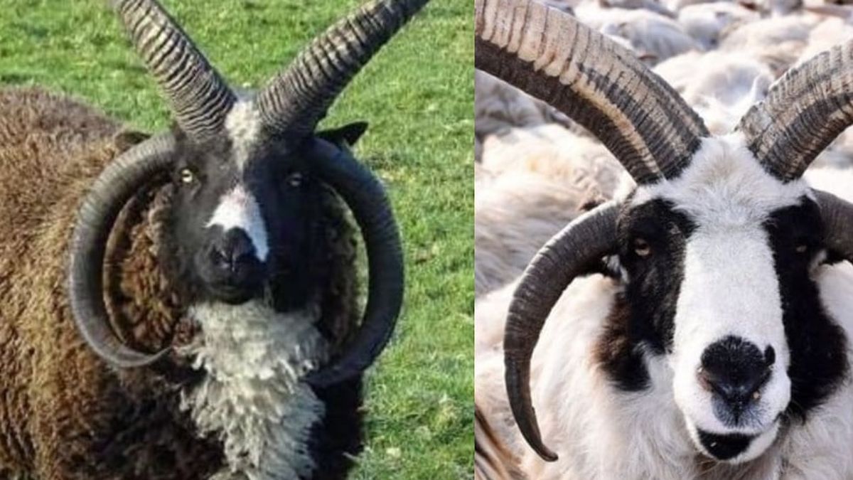 Misterio resuelto: descubren por qué hay ovejas y cabras que tienen ...